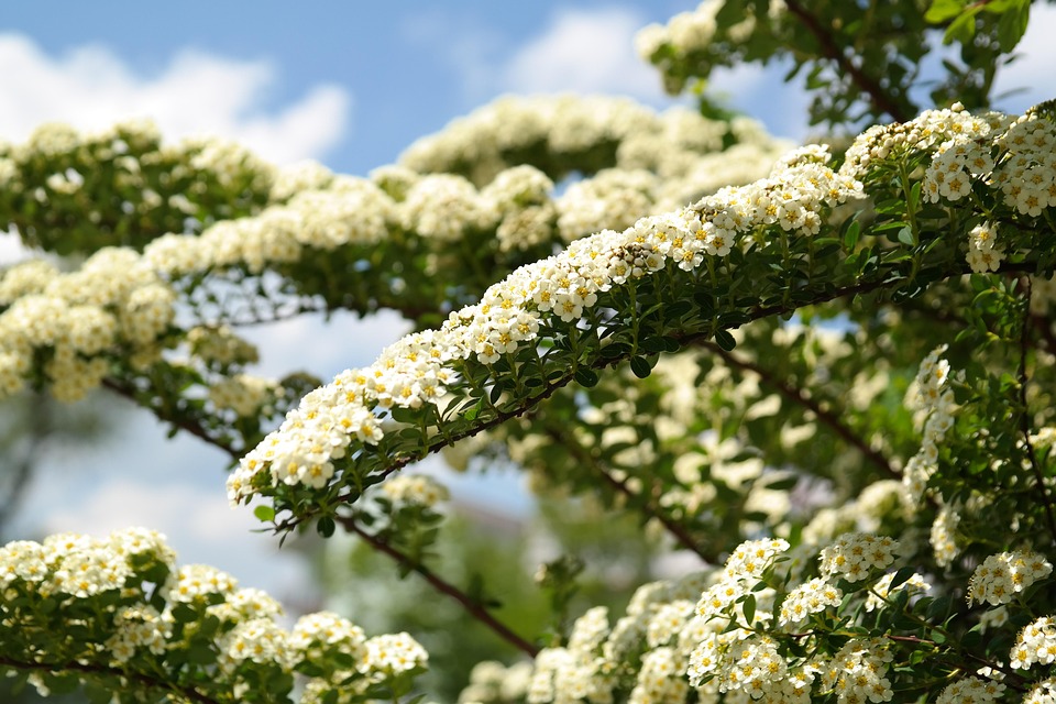 新娘 Spiere 开花 白色的 - Pixabay上的免费照片 - Pixabay