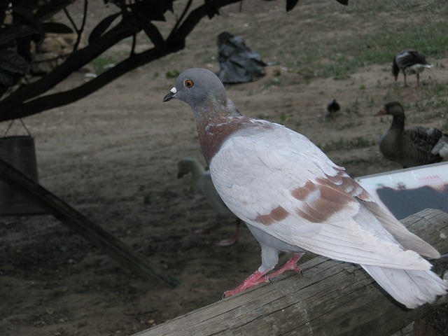 Paloma Birds Pigeons - Free photo on Pixabay - Pixabay