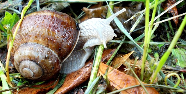 Escargots Animals Nature - Free photo on Pixabay - Pixabay