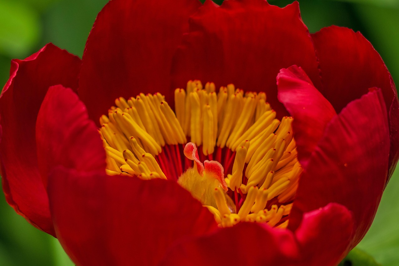 Flower Red - Free photo on Pixabay