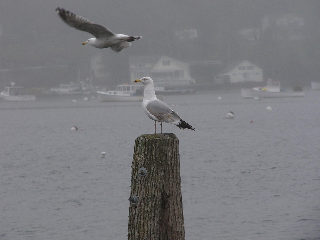 Seagulls Birds Harbor Two - Free photo on Pixabay - Pixabay