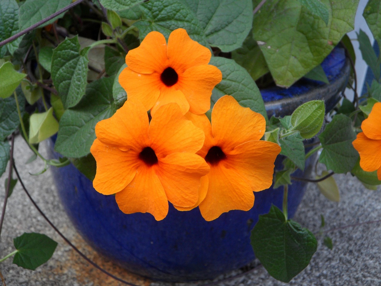 Brown Eyed Susanne Flower - Free photo on Pixabay - Pixabay
