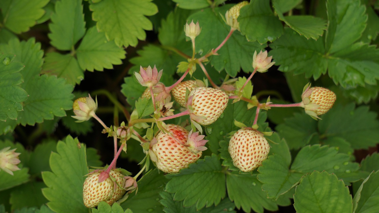 Strawberry Berry Matures - Free photo on Pixabay - Pixabay