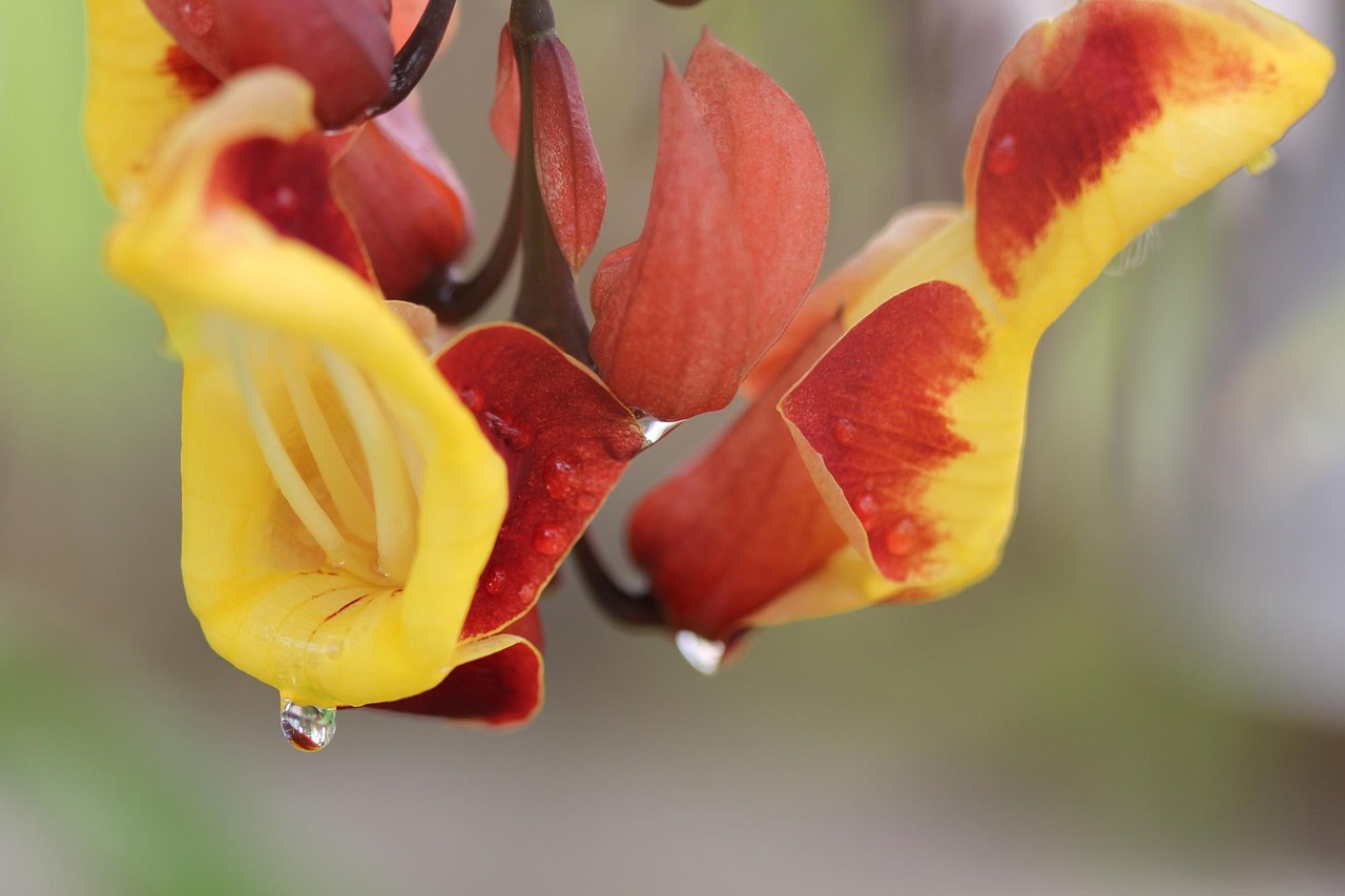 40,000+ Free Clitoria Flower & Nature Images - Pixabay