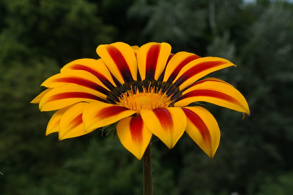 Midday Gold Flower - Free photo on Pixabay
