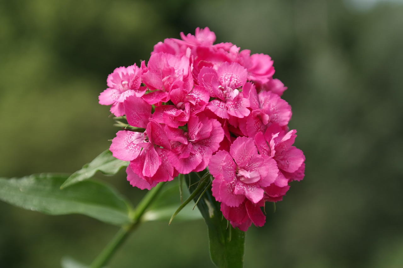 200+ kostenlose Rote Nelken und Nelke-Bilder - Pixabay