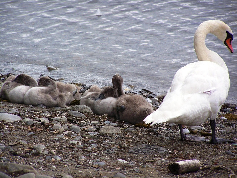 Cisne Cisnes Baby Swan - Foto gratis en Pixabay