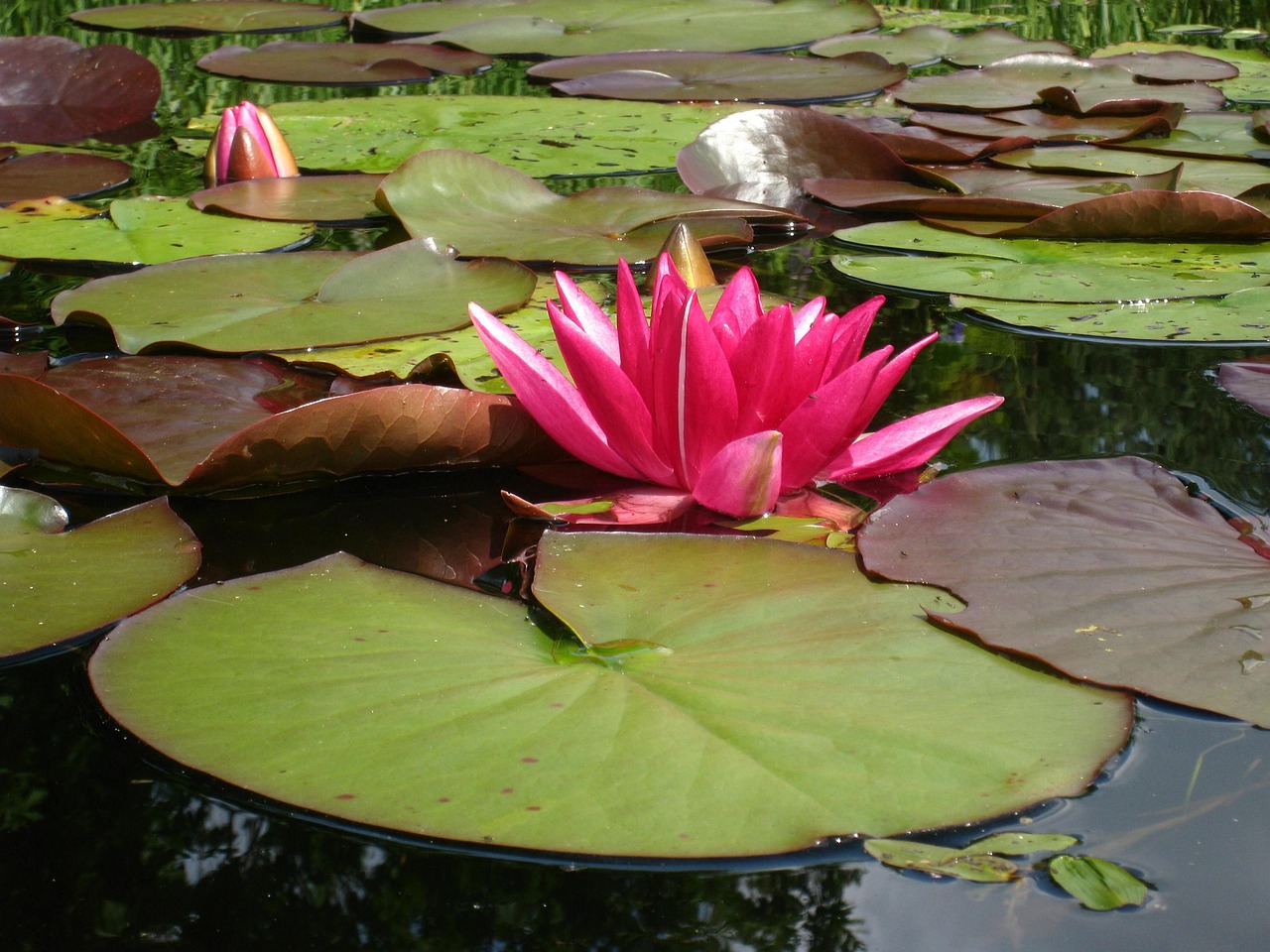 Water Lily Red Dust - Free photo on Pixabay - Pixabay