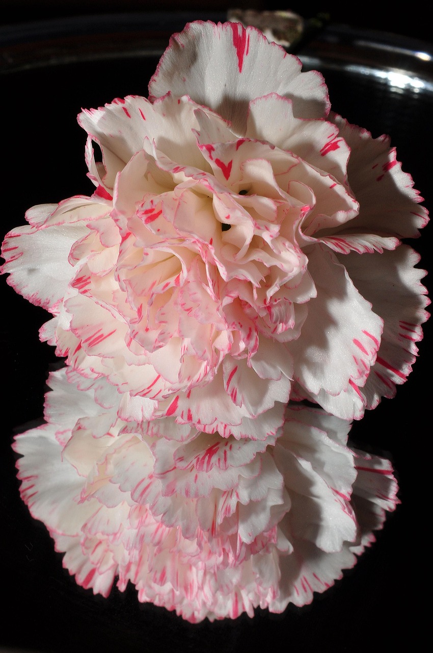 Plus de 100 images de Carnation et de Fleur - Pixabay