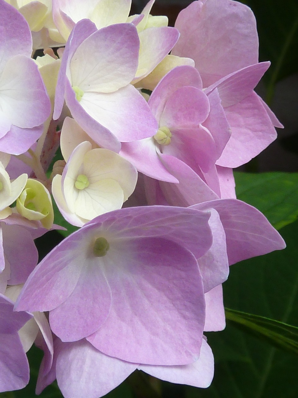 Flores Moradas Hortensias - Foto gratis en Pixabay - Pixabay