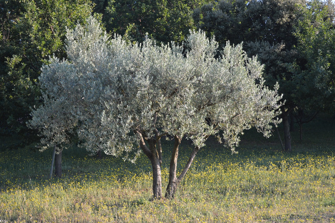 Olivier Tree Nature Free Photo On Pixabay Pixabay