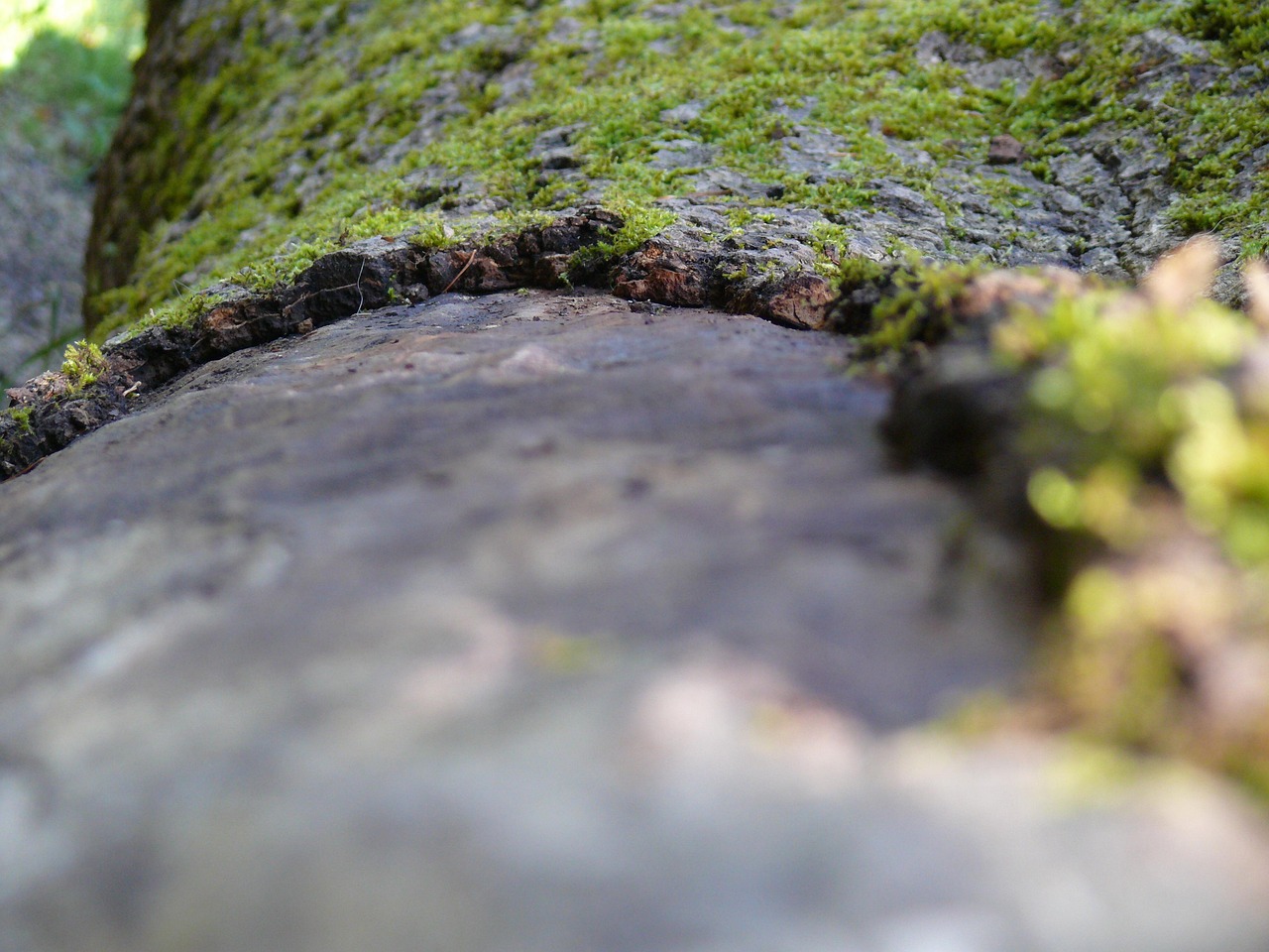 La Nature Arbre Aboyer - Photo gratuite sur Pixabay - Pixabay