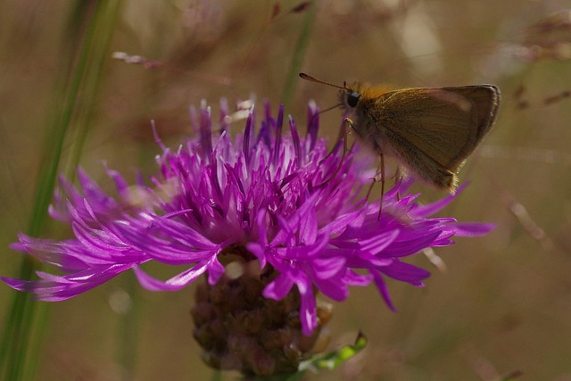 Fleur Et Papillon - Photo gratuite sur Pixabay - Pixabay