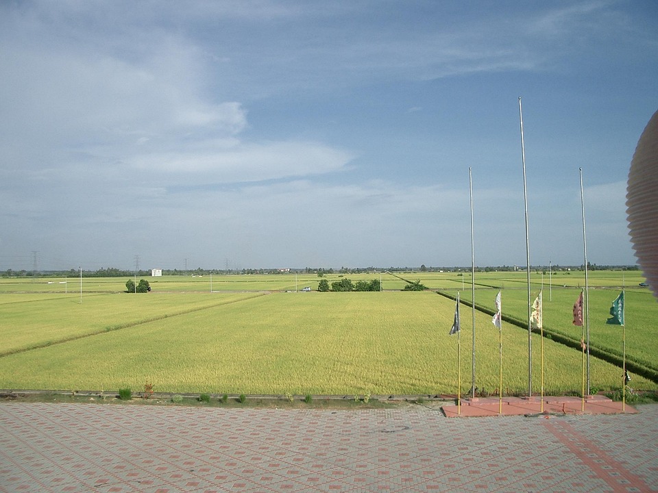 Campo De Padi Los Campos Verdor - Foto gratis en Pixabay