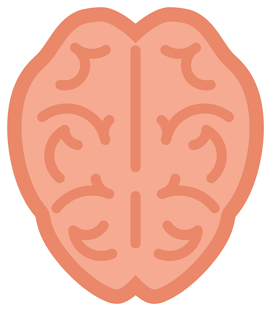 Hersenen Clipart Png