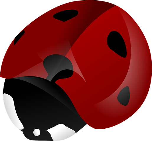50+ Free Red Beetle & Ladybug Vectors - Pixabay