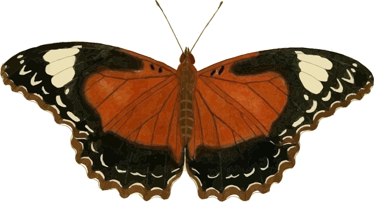 Explore 21,629+ Free Butterfly Shape Illustrations: Download Now - Pixabay