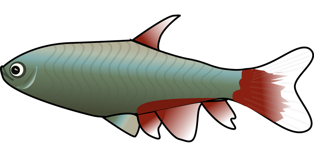 Plus de 300 images de Truite et de Poisson - Pixabay