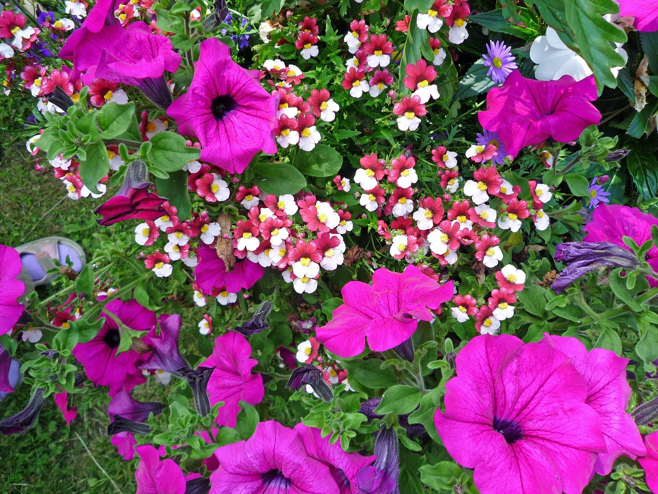 Fleur Fleurs Le Printemps Arbuste - Photo gratuite sur Pixabay - Pixabay