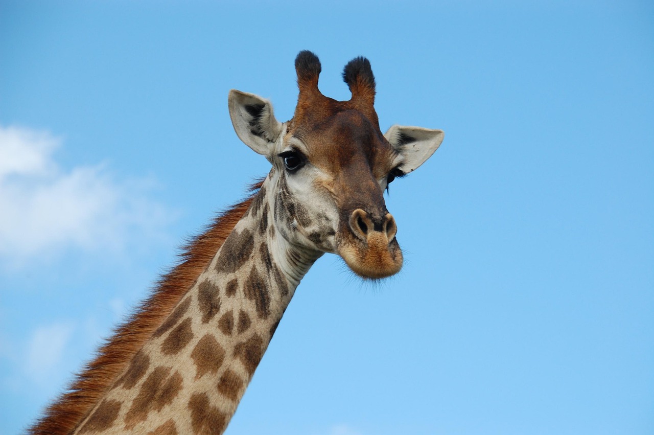 Mais de 2.000 fotos gratuitas de Girafa e Natureza - Pixabay