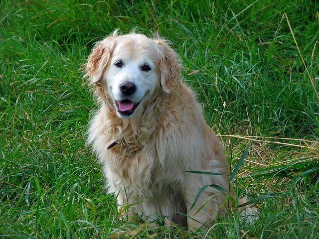 Golden Retriever Cane Da - Foto gratis su Pixabay - Pixabay