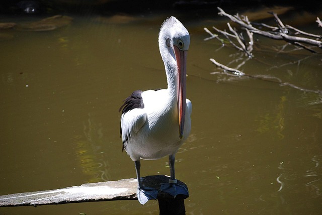 Pelican Bird Wild Life - Free photo on Pixabay