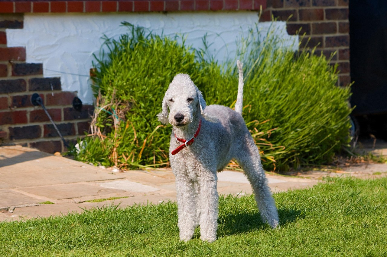 Bedlington Terrier - Free photo on Pixabay - Pixabay