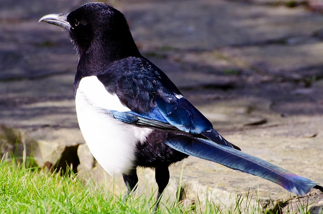 Bird Pica Corvidae - Free photo on Pixabay - Pixabay