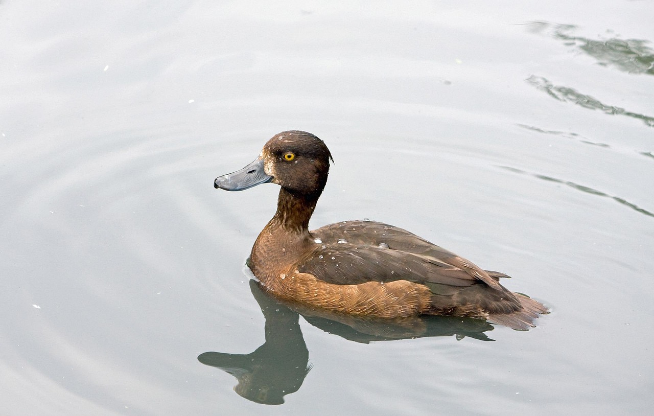 Pato Brown Pássaro - Foto gratuita no Pixabay - Pixabay