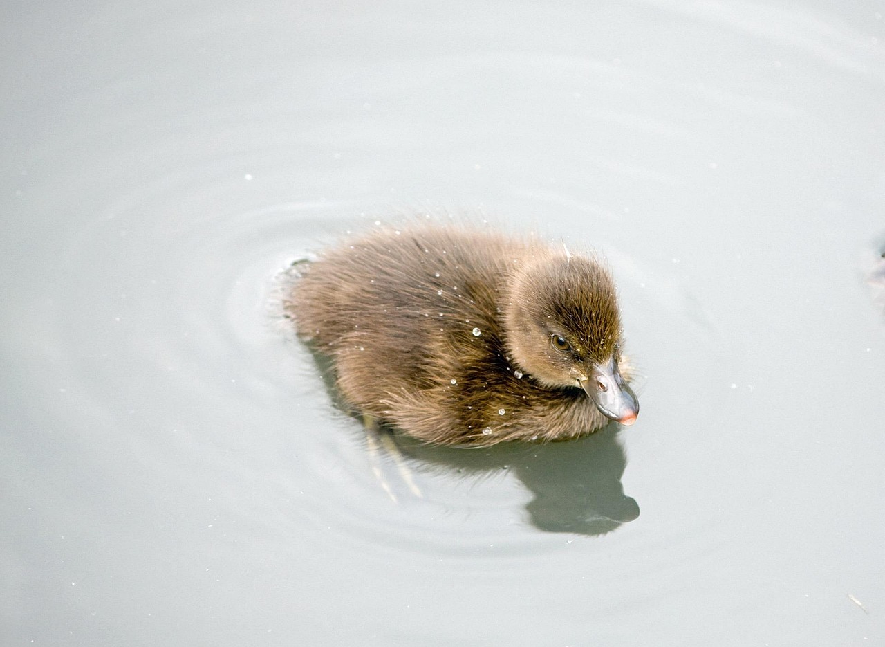 Entlein Ente Baby Entchen - Kostenloses Foto auf Pixabay - Pixabay