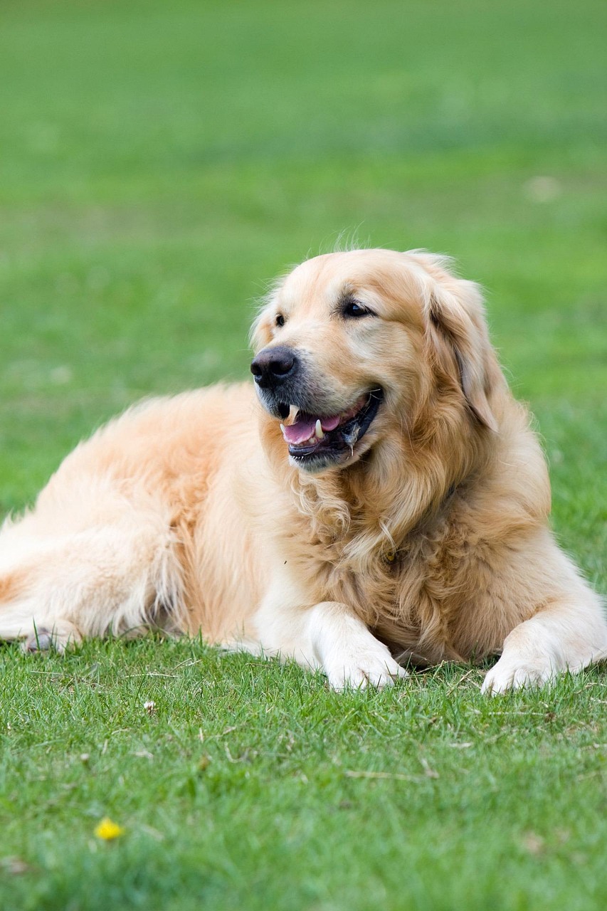 Golden Retriever D'Or - Photo gratuite sur Pixabay - Pixabay