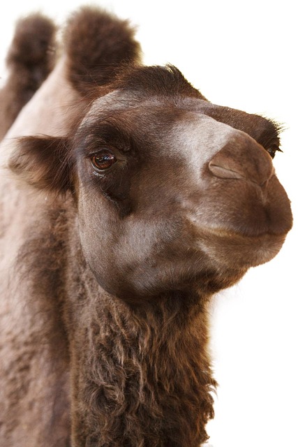Animal Brown Camel - Free photo on Pixabay - Pixabay