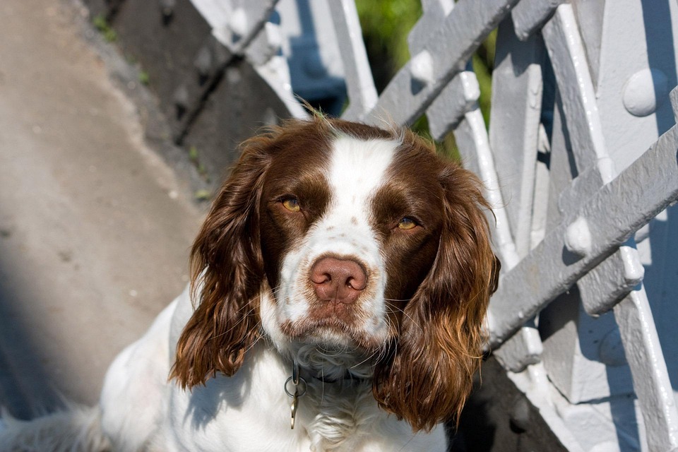 Hund Spaniel Springer - Kostenloses Foto auf Pixabay