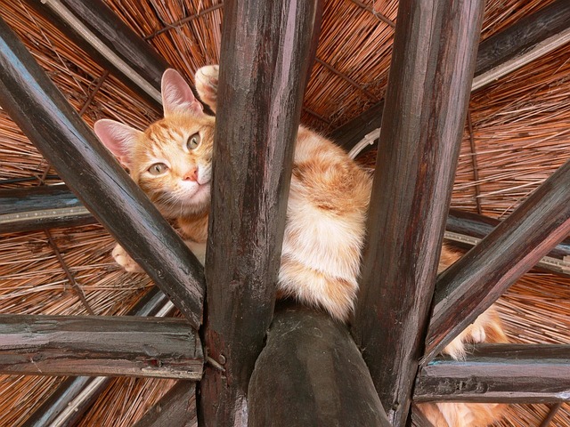 Cat Ginger Paws - Free photo on Pixabay - Pixabay