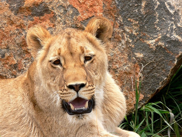 Leão Leoa Gato - Foto gratuita no Pixabay - Pixabay