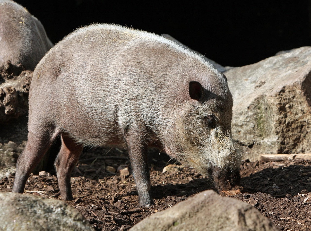 Animal Porco Selvagem