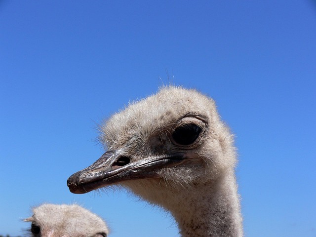 Ostrich Eyes Big Yes - Free photo on Pixabay - Pixabay