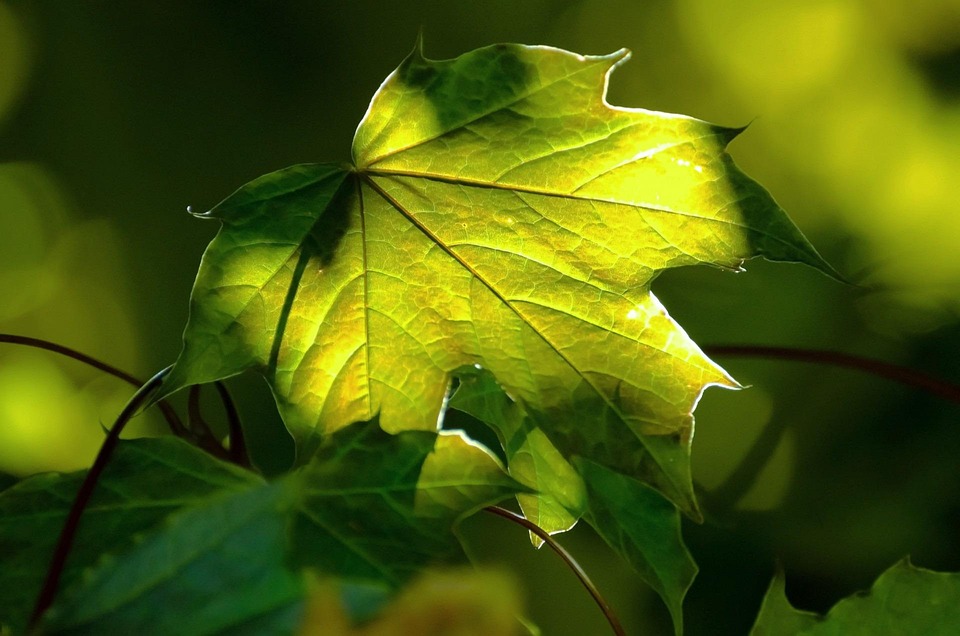 Leaf Forest Green - Free photo on Pixabay - Pixabay