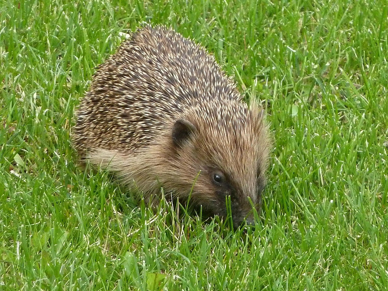 Hedgehog Nature - Free photo on Pixabay