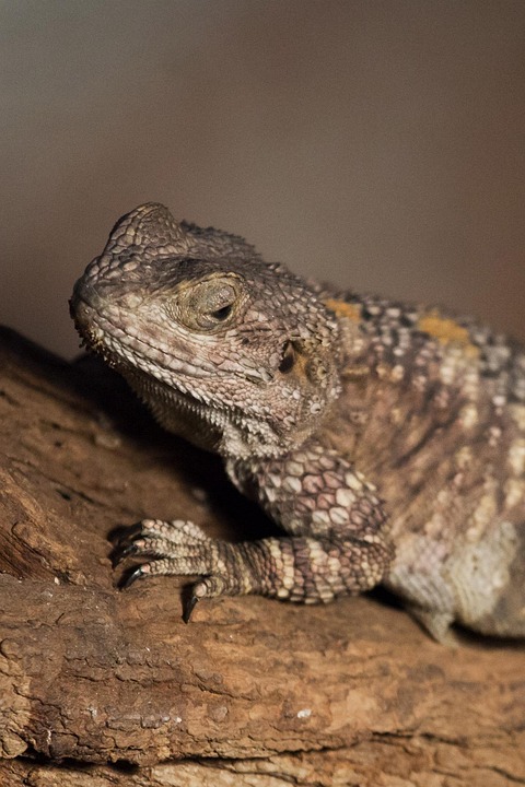 Animal Dragão Barbudo Criatura - Foto gratuita no Pixabay