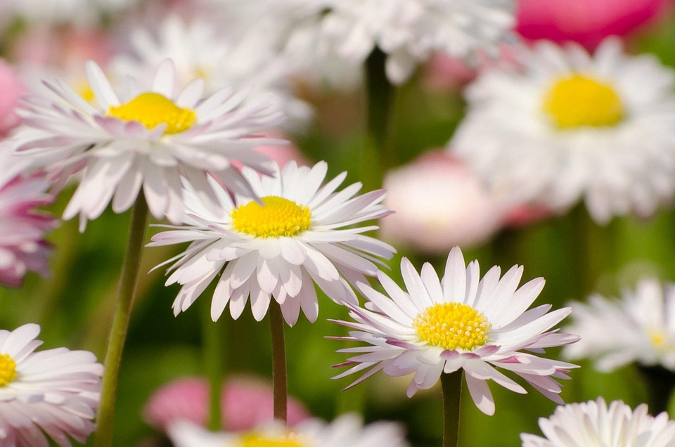 Flowers Flower Plants - Free photo on Pixabay