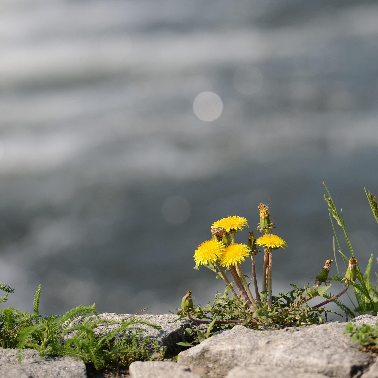 Dandelions River Detail - Free photo on Pixabay - Pixabay