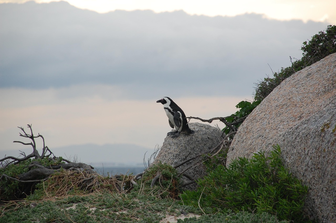 Plus de 600 photos gratuites de Pingouin et de Nature - Pixabay