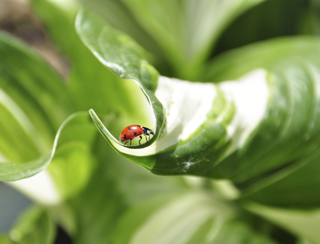 Garden Bug Oil Critter - Free photo on Pixabay - Pixabay