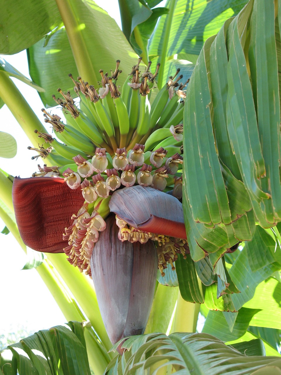 100+ kostenlose Bananenbaum und Natur-Bilder - Pixabay