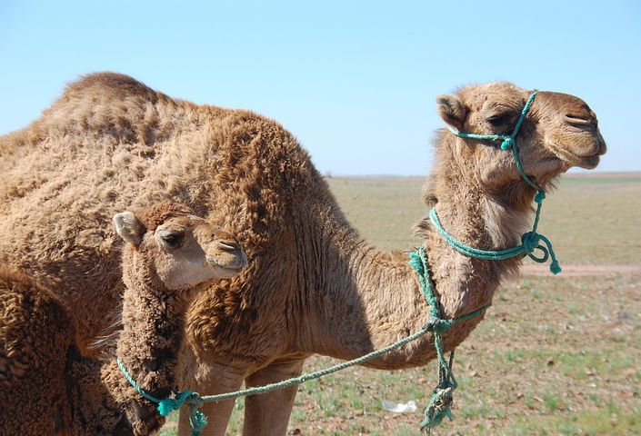 200+ Free Dromedary & Camel Images - Pixabay