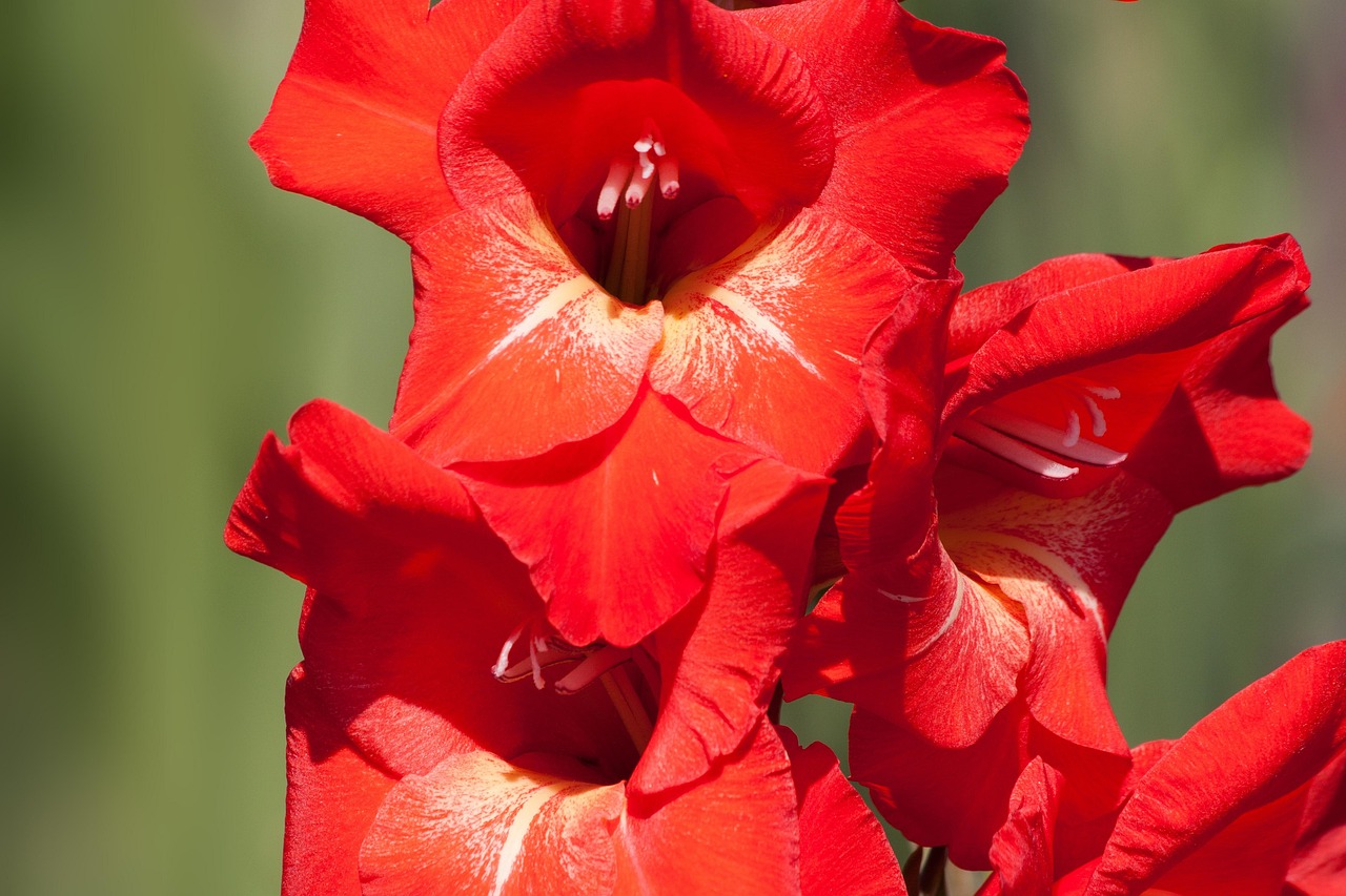 Gladiolus Sword Flower Iridaceae - Free photo on Pixabay - Pixabay