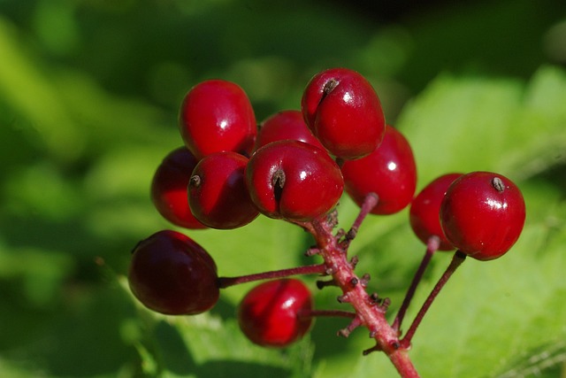 Beeren Rot Pflanzen - Kostenloses Foto auf Pixabay - Pixabay