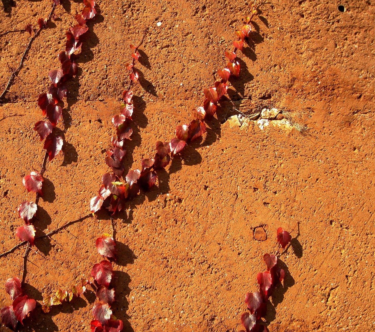 Bright Climbing Red Ivy Earthy - Free photo on Pixabay - Pixabay