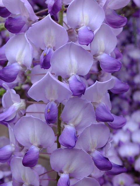 Purple Acacia Flower - Free photo on Pixabay